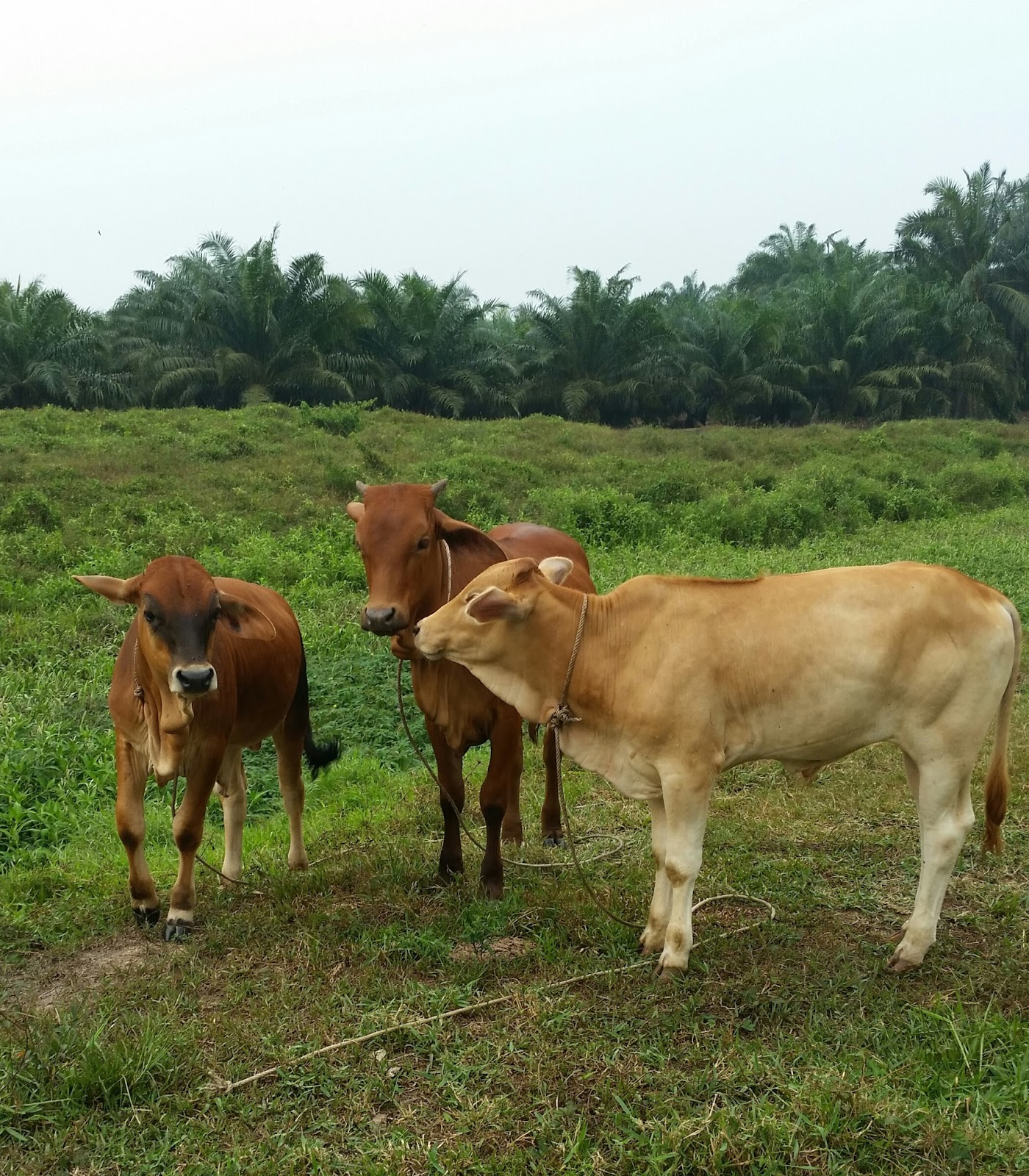 Warisan Petani: Ternakan Lembu 2