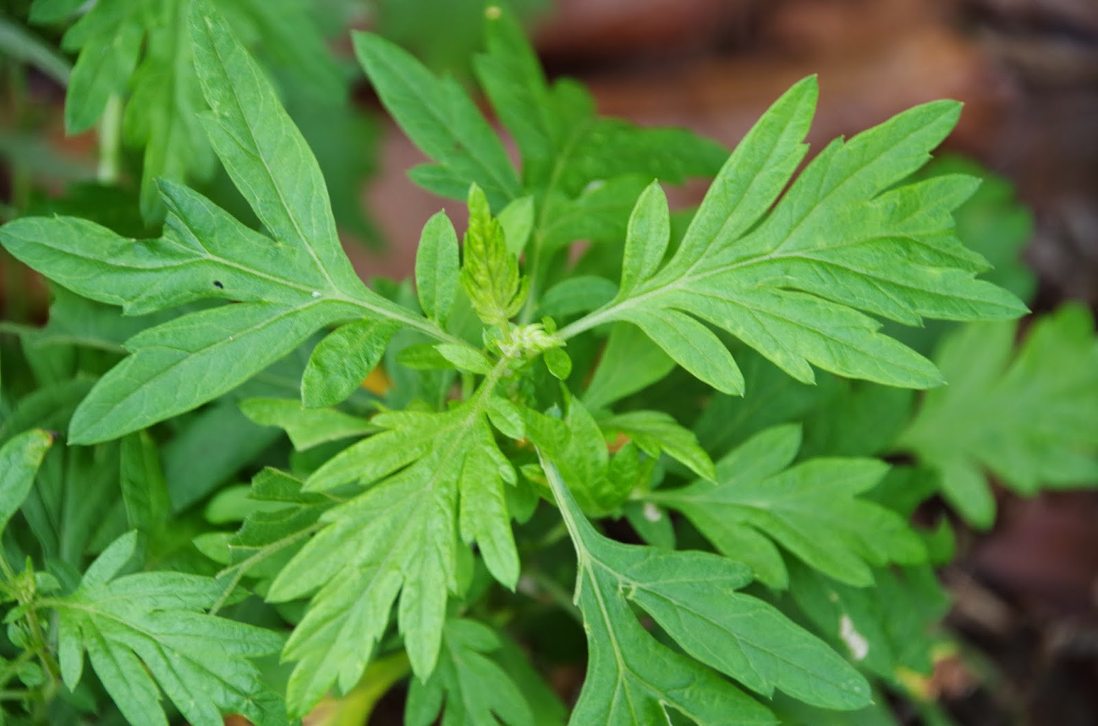 Trees and Plants: Mugwort