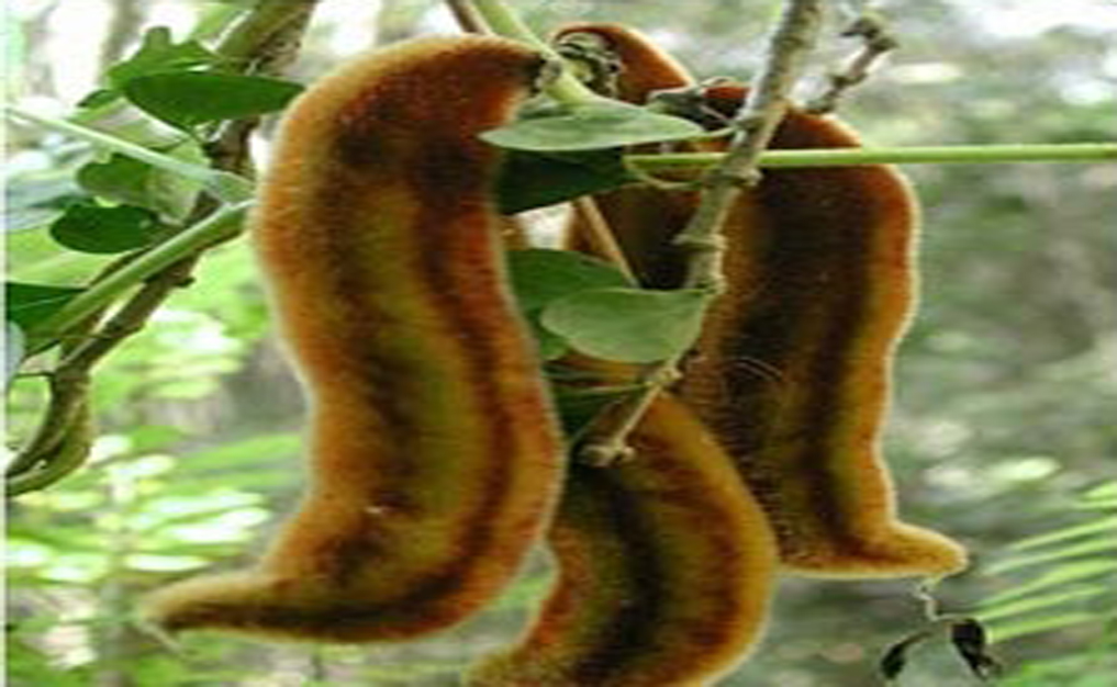 Manfaat Koro Benguk (Mucuna Pruriens) - Garda Remaja