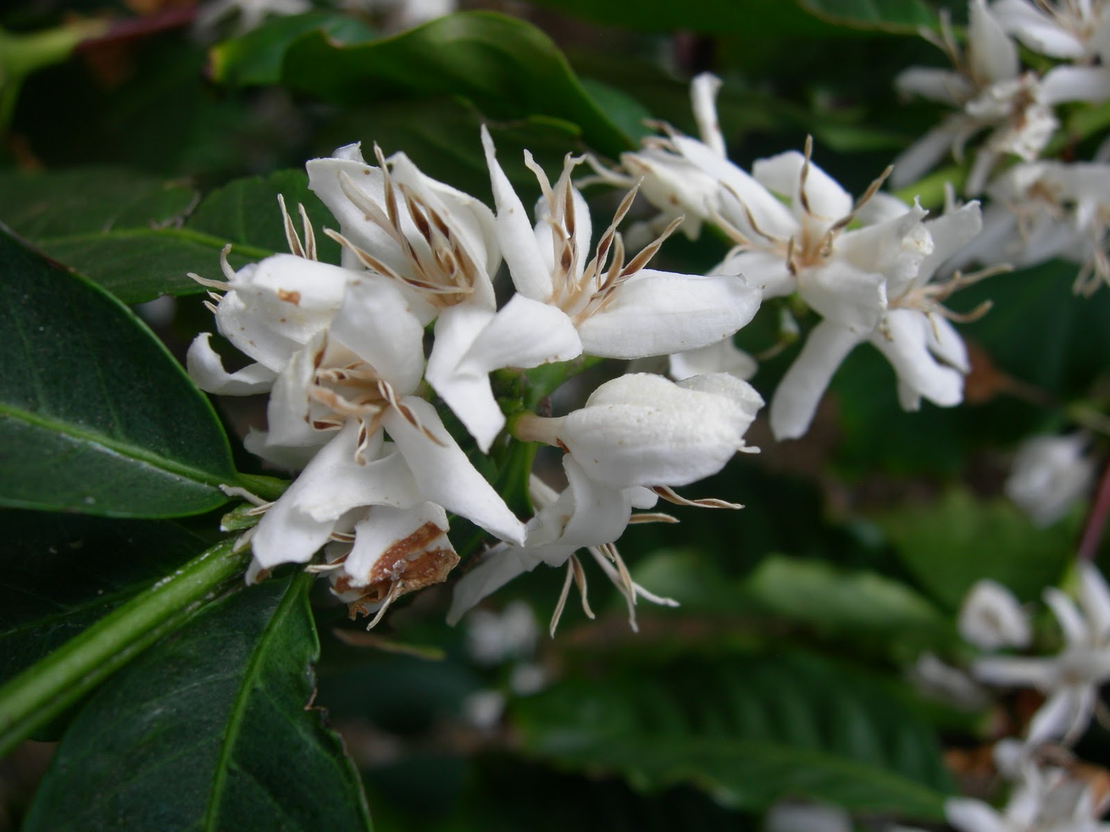Blog UnoCafé: La metamorfosis del café: de una delicada flor a un grano ...