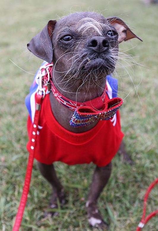 The dog in world: Ugly Mugly Wins Ugliest Dog Contest