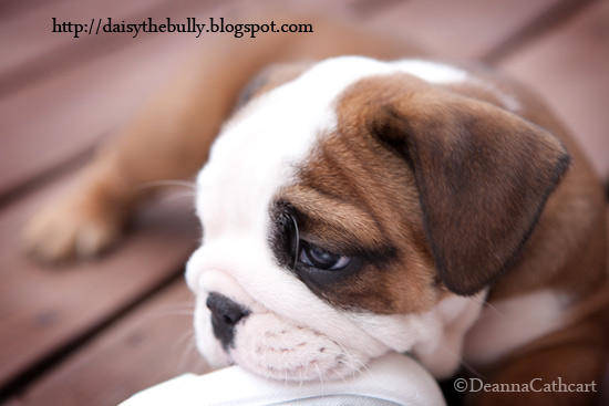 Daisy The Bully: Moo Moo - Now Emily going to NY