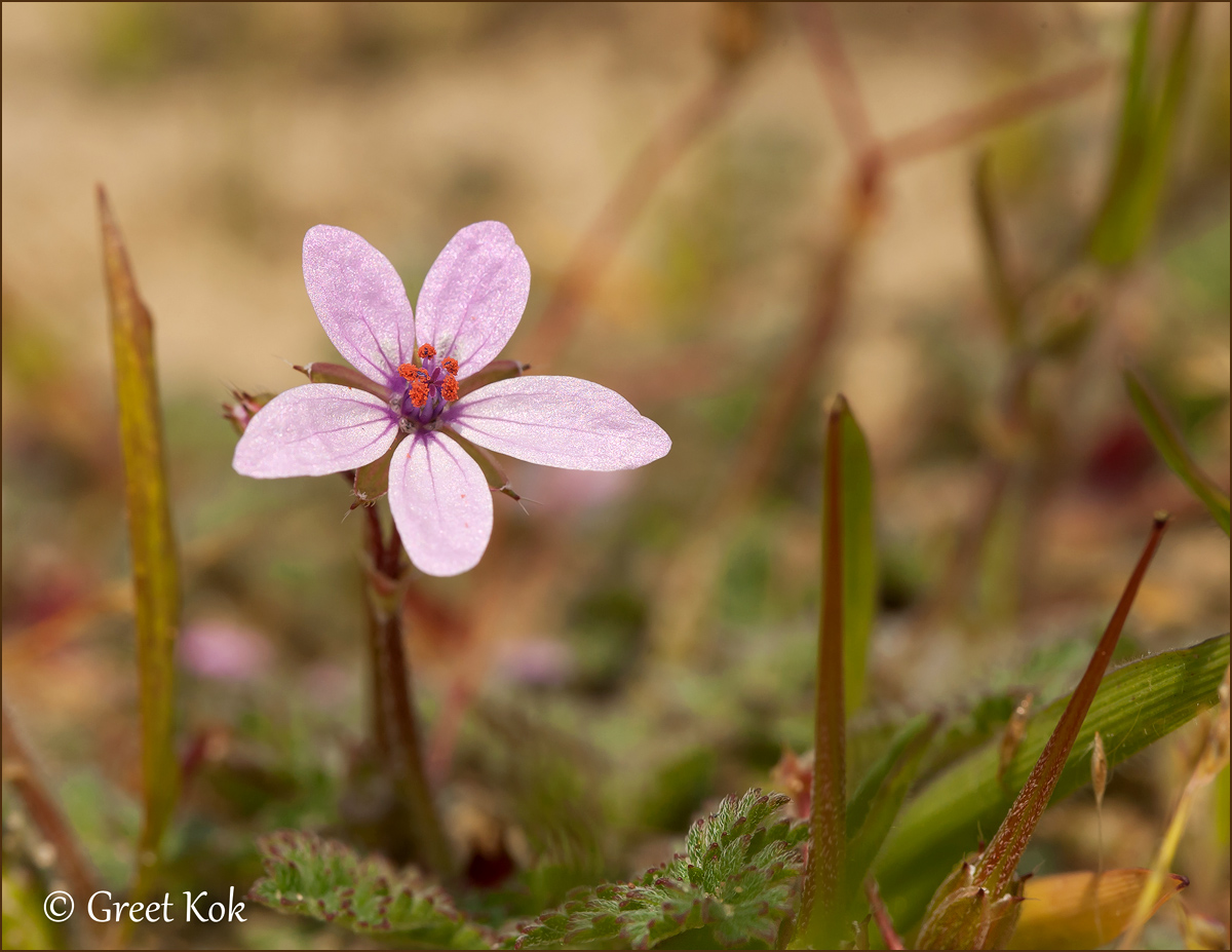 Foto`s van Greet: Bloemetjes en beestjes