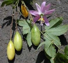 PERU NUTRACEUTICO: SANKY
