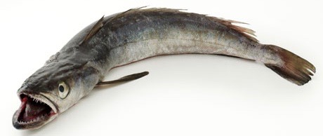 `Hake with Everything´ Pescada com todos