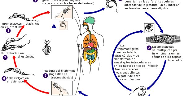 BIOLOGÍA: SE SECUENCIA EL GENOMA DE LA MOSCA TSÉ-TSÉ