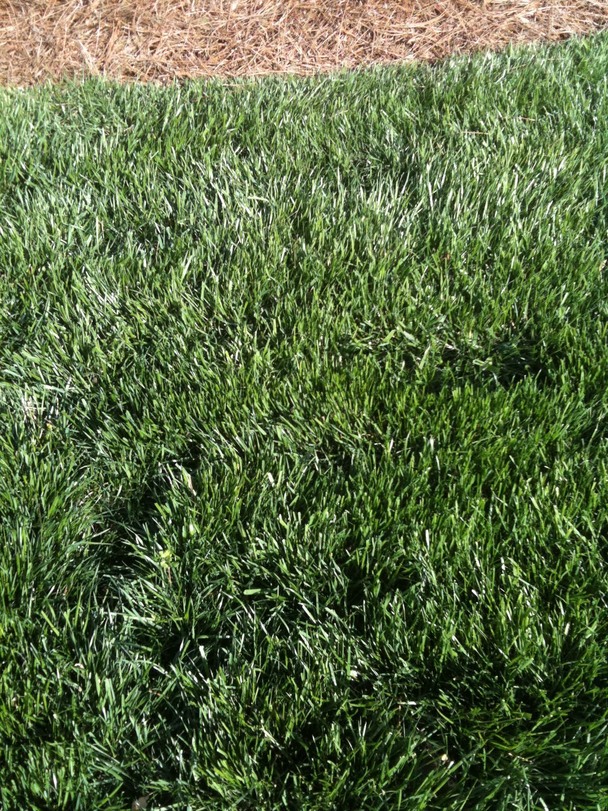 Crabapple LandscapExperts: Overseeding Fescue Lawns This Fall