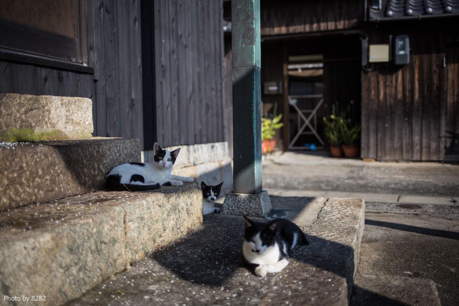 島猫日和。: 黒白一家