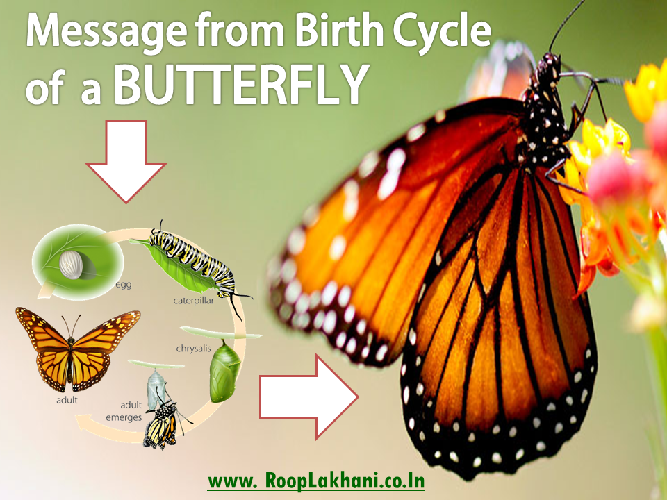 Message from Birth Cycle of a BUTTERFLY | Roop Lakhani (O)