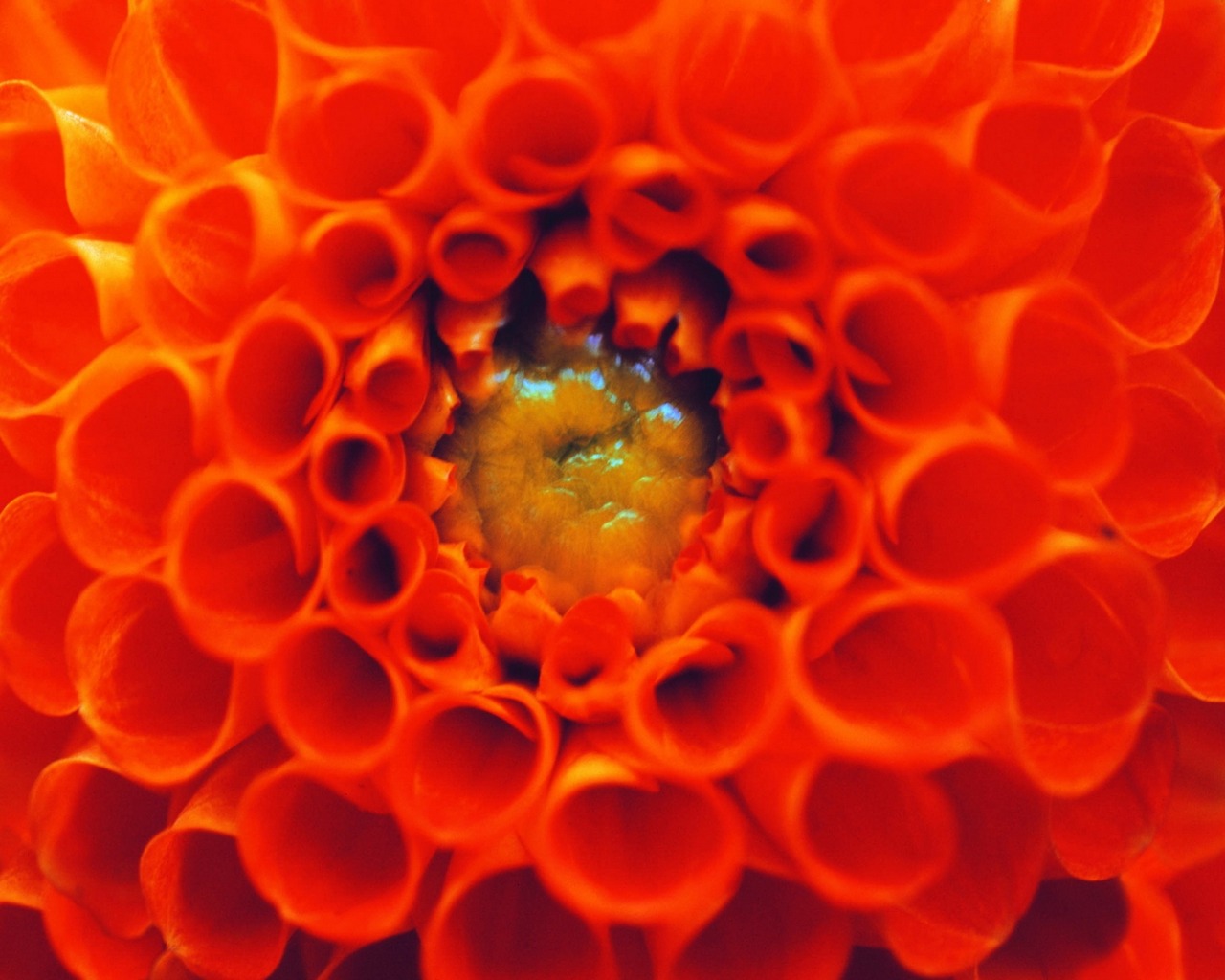 Wallpaper India: 50 Eye Catching Flowers