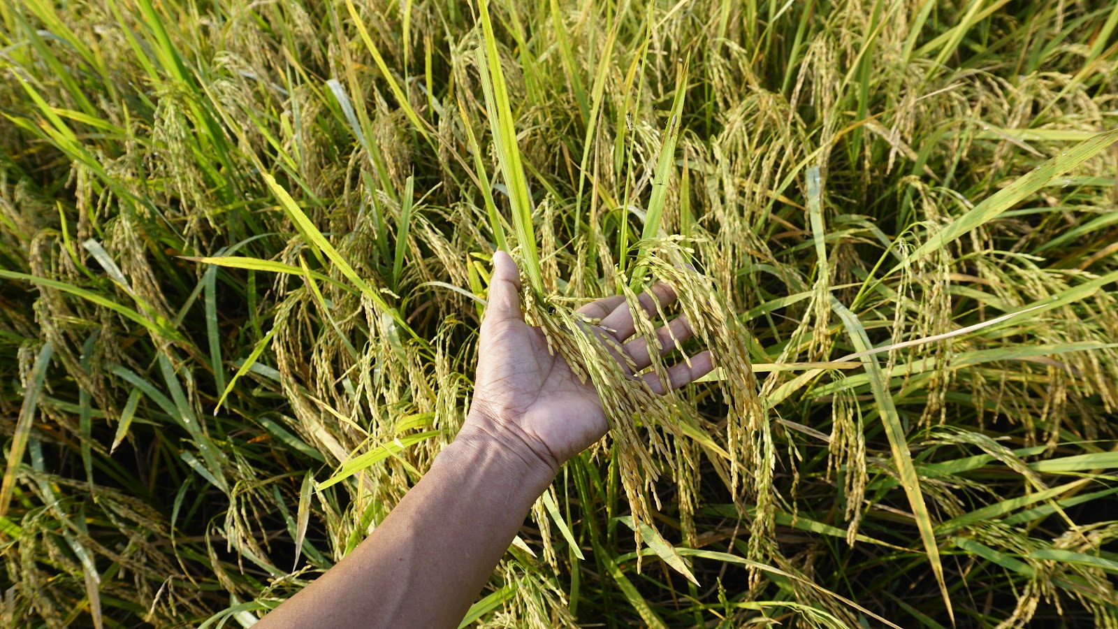 Upgraded Harvest and Profit with Power Grower and ANAA