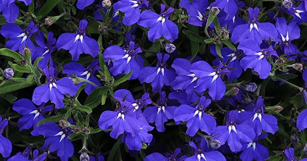 Lobelia - Id Plantae