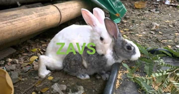 PROCESS OF MATING IN RABBIT