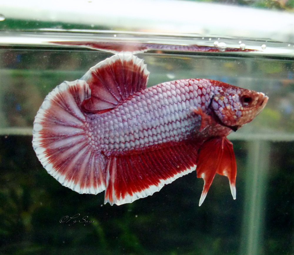 PG's Betta Store: Betta Splendens : Salamander Halfmoon Plakat #2354