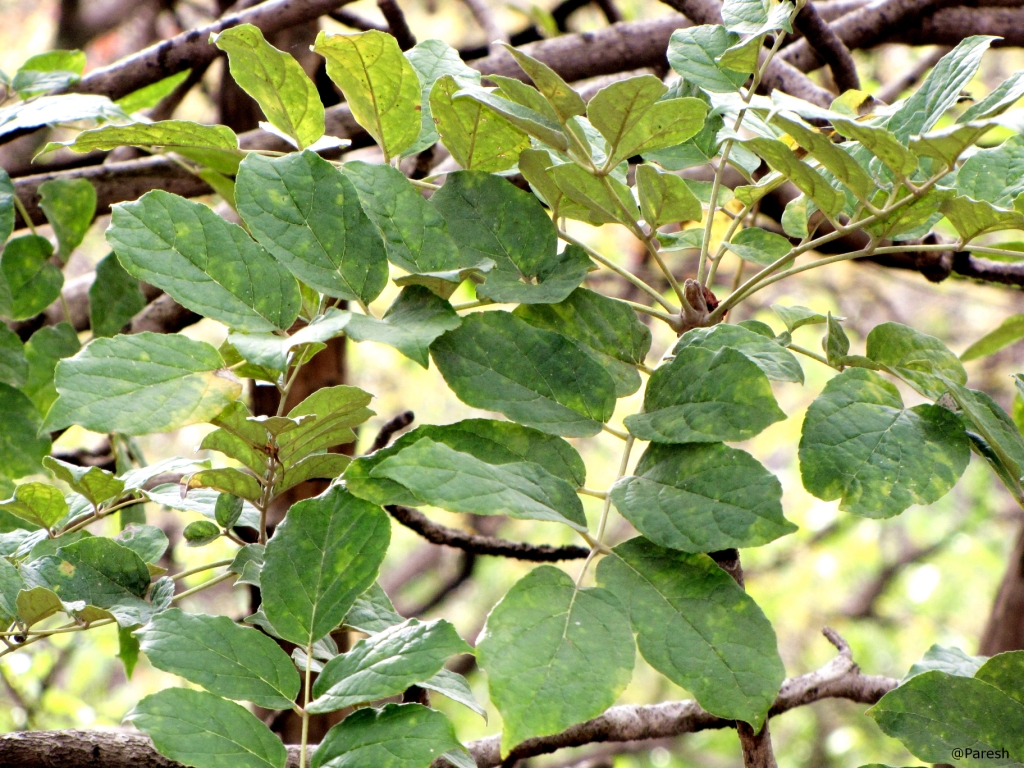 Gifting Trees...: Waras..The One who takes Care!