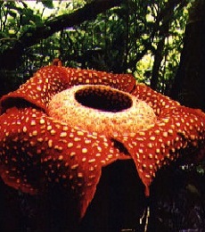 Flora asiatis dan Flora Australis