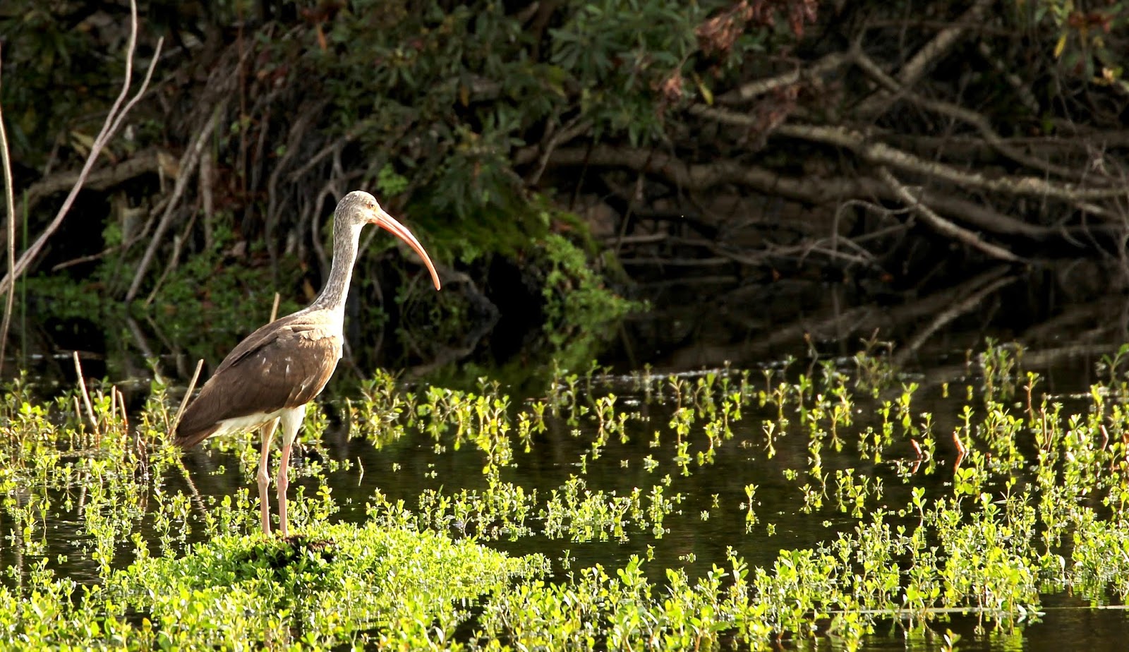 Southwest Daily Images: Ibis(es)