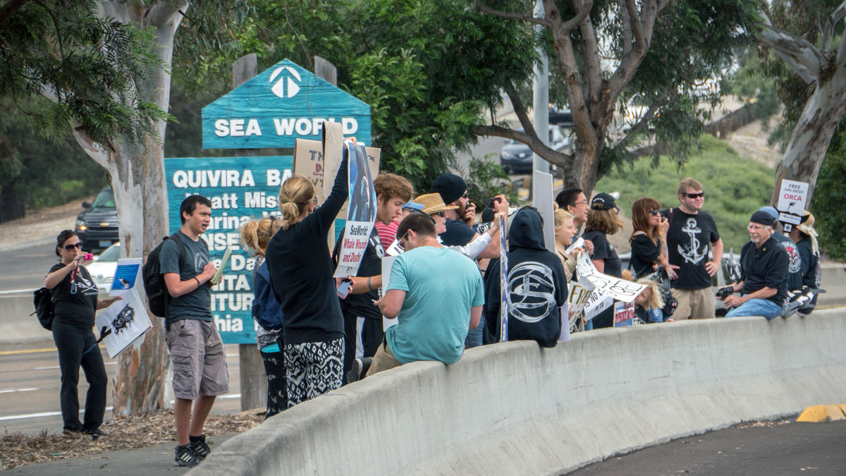Eye Paint Art: Anti-SeaWorld Protests Gain Momentum
