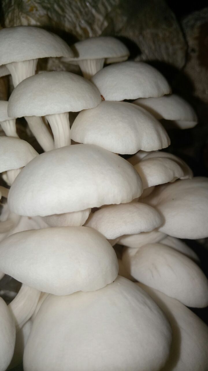 Jamur Tiram Cara Memproduksi dan Macam-Macam Kandungannya: jamur tiram