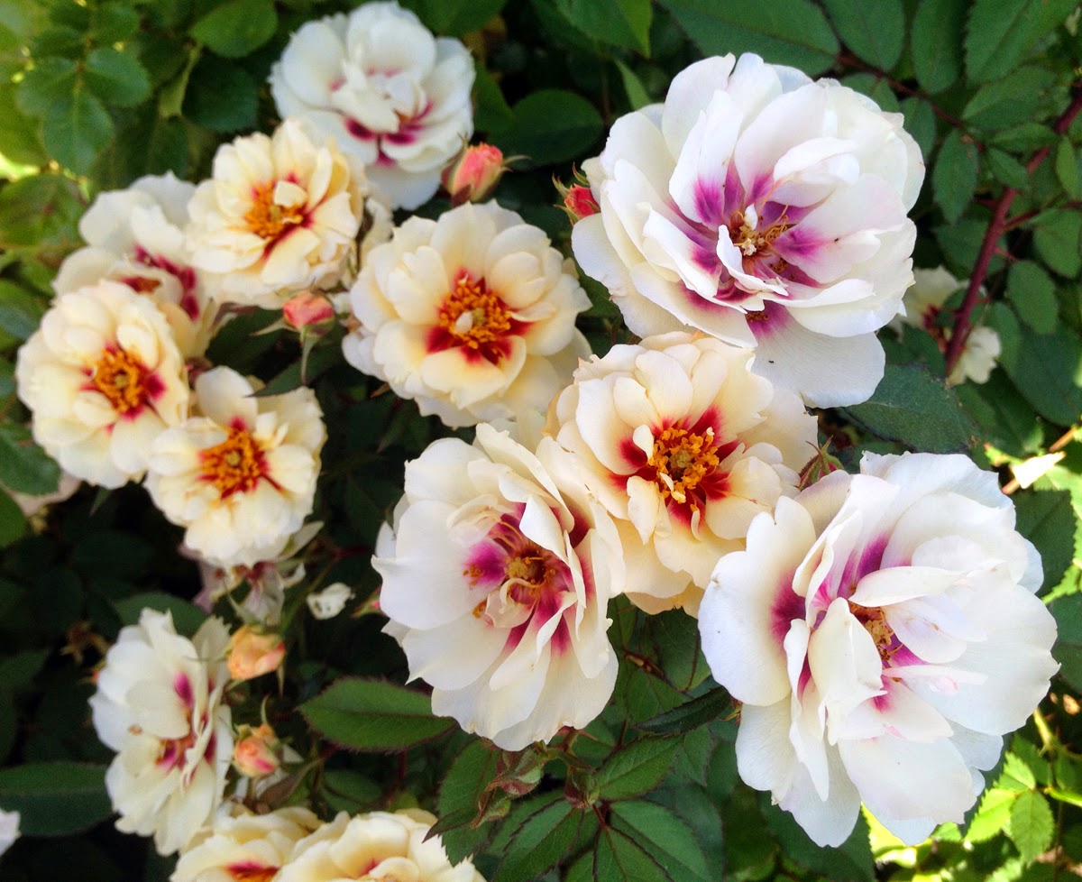 Rose Hybridizing: 'Darlow's Enigma' Hulthemia