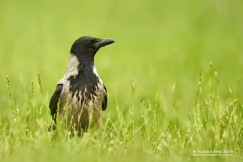 Wildlife Photographic Journals: Romania and the Last Frontier - Day 6 a ...