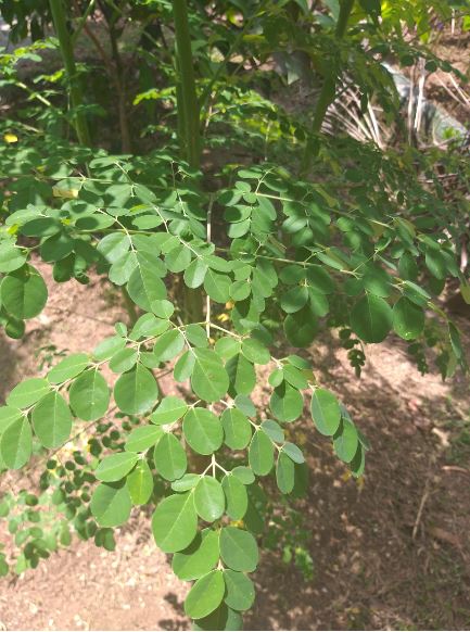 Xtremehorticulture of the Desert: Where Can I Get a Moringa Tree?