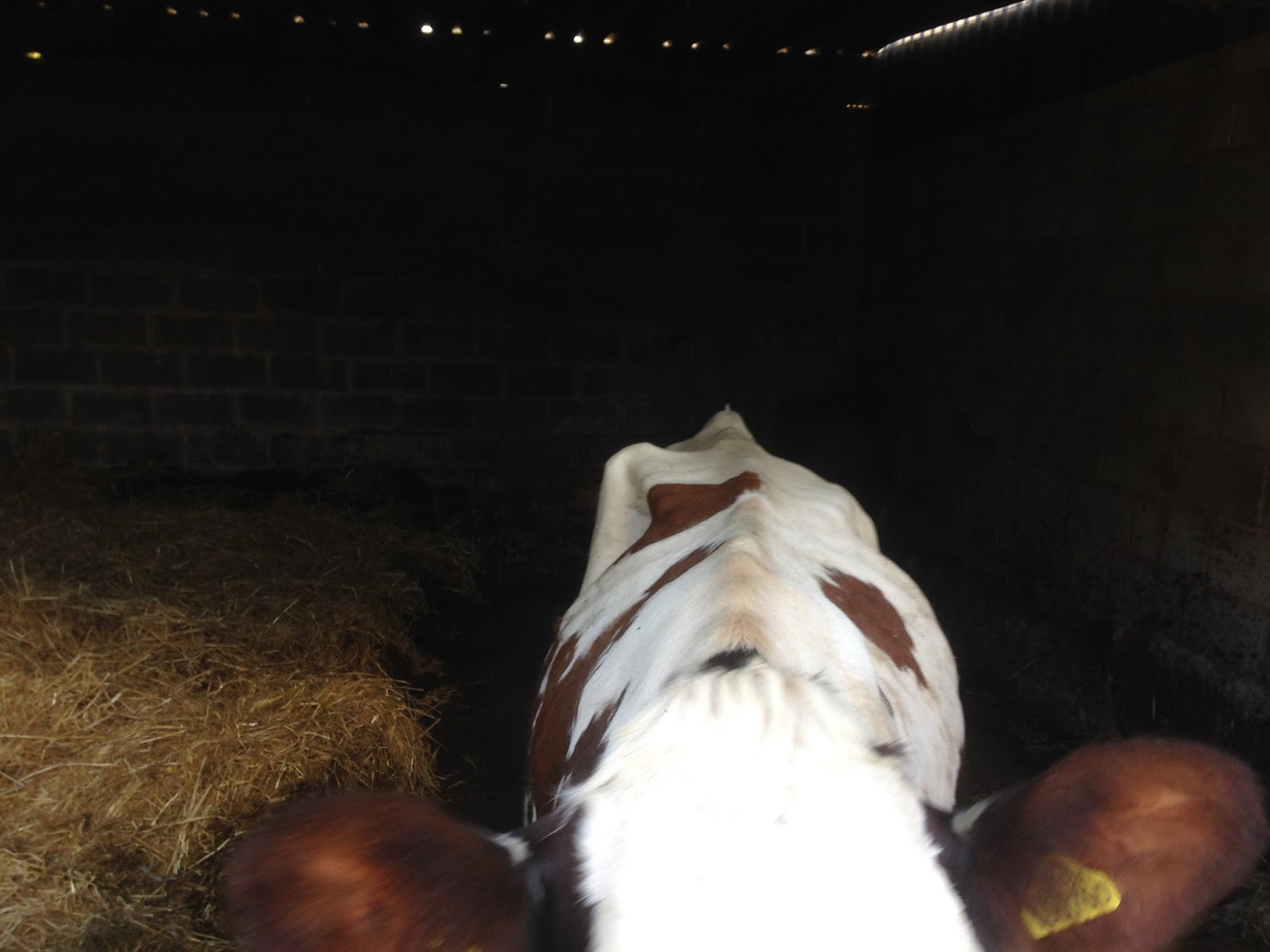 Case of a cow that knocked off her hook bone - Vet in Training