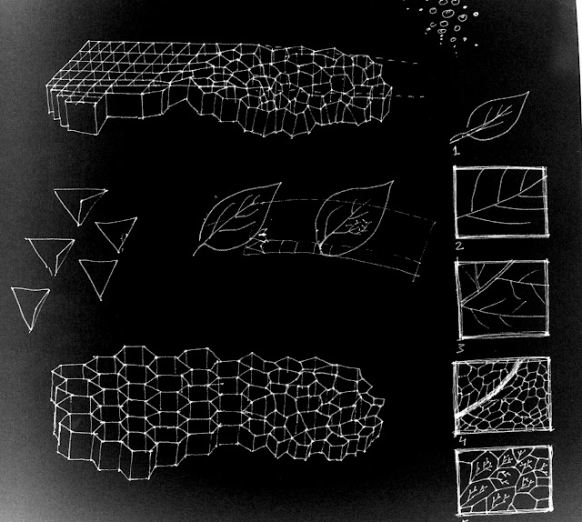 Architecture As Living Organism: leaf study voronoi cells structure