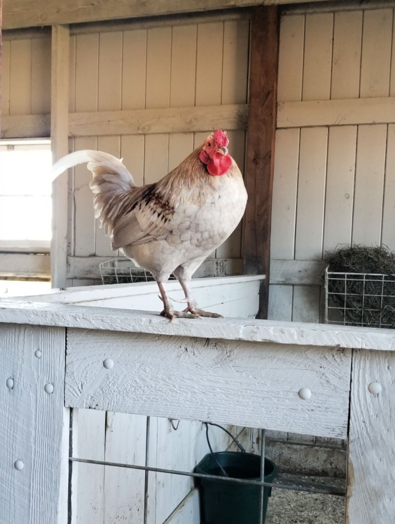 Treating and Preventing Frostbite in Chickens Naturally - Fresh Eggs ...