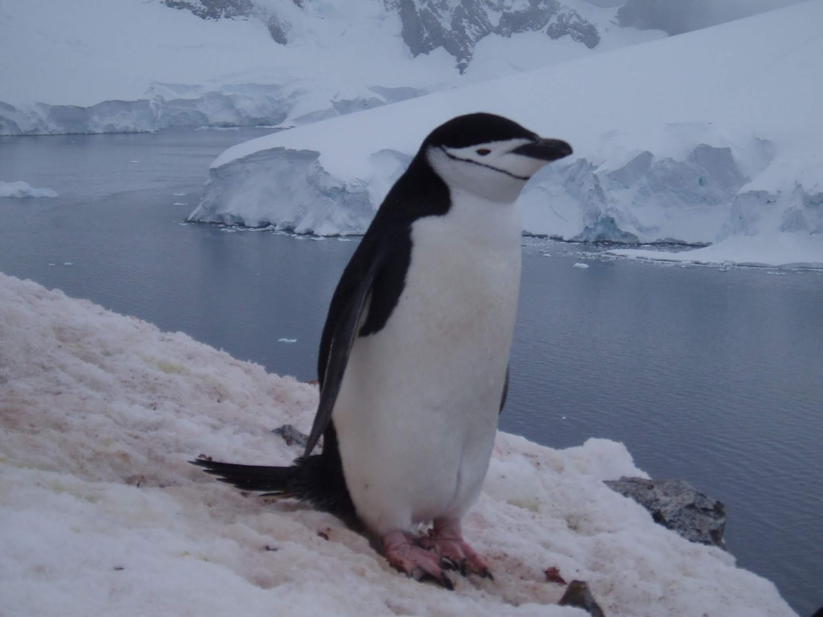 The Pertinent Penguin