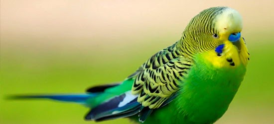 10 curiosidades sobre o periquito