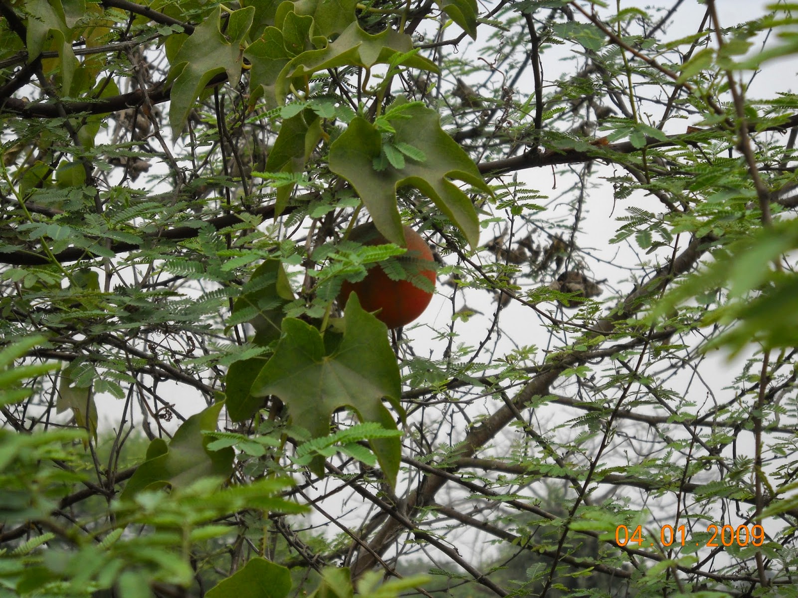 SIMILIPAL BIOSPHERE RESERVE, SANJEET KUMAR, PRAKASH KUMAR TRIPATHY ...