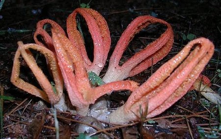 ZoomBio: As plantas mais ‘feias’ do mundo segundo a Royal Horticultural ...