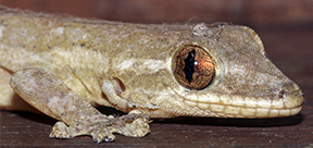 The Herpetology of Trinidad and Tobago: Turnip-tailed Gecko ...