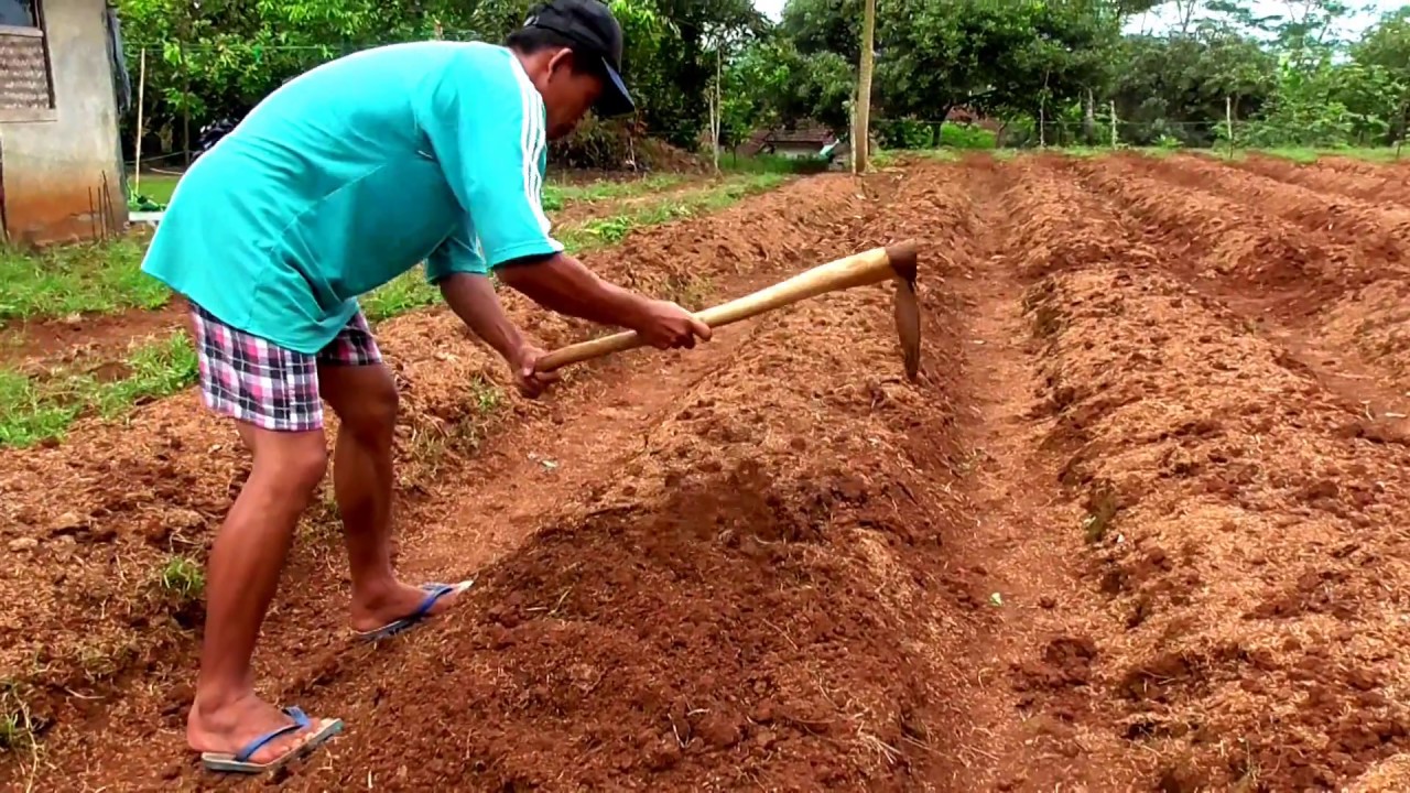 mengenal tanaman jahe dan cara budidaya jahe - Elinotes review
