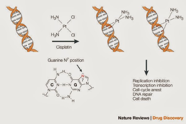 Betsabea Sbrocca: Cis-ammino dicloroplatino(II) o cis-platino