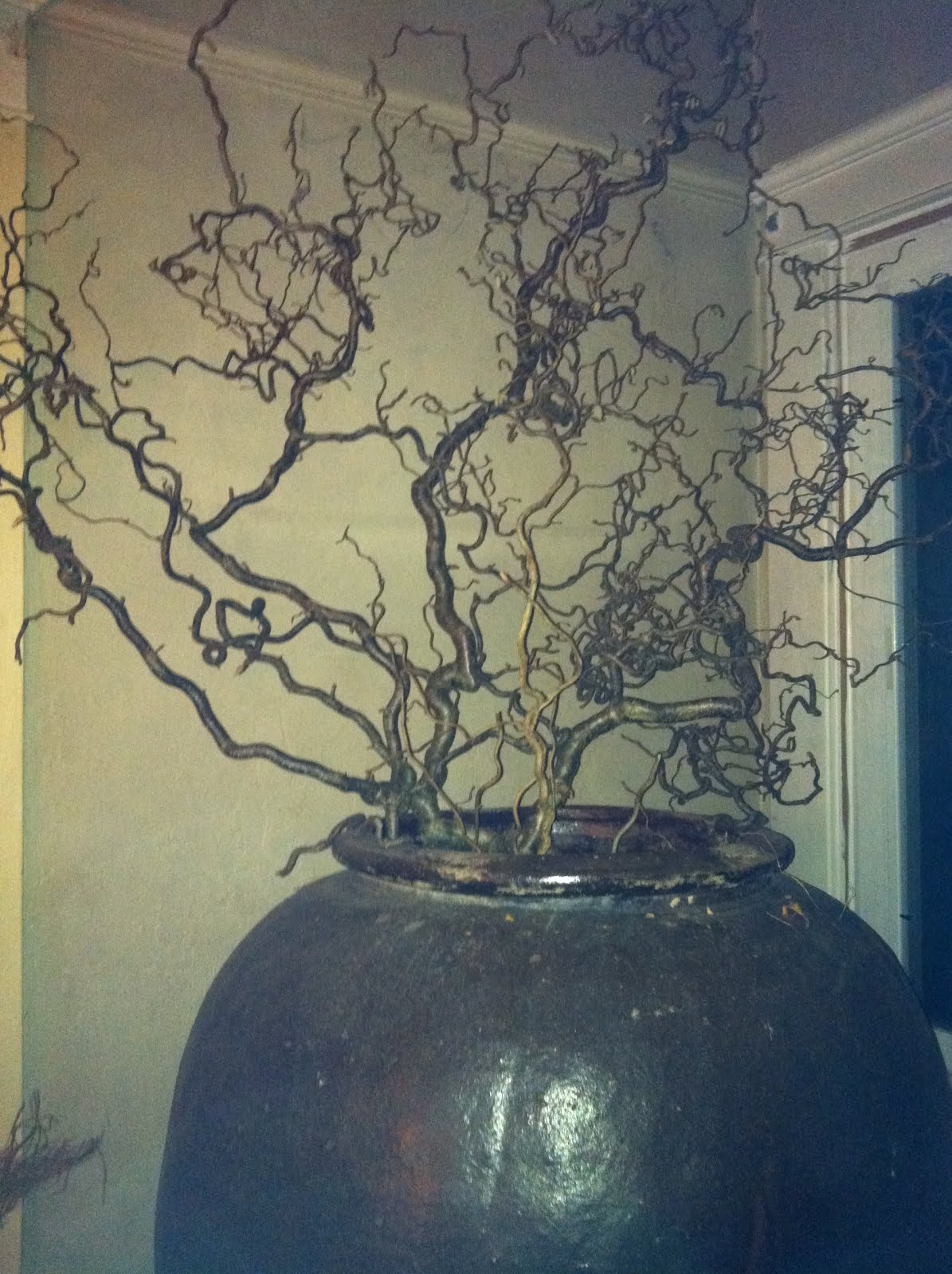 Jewel Box: Contorted Filbert