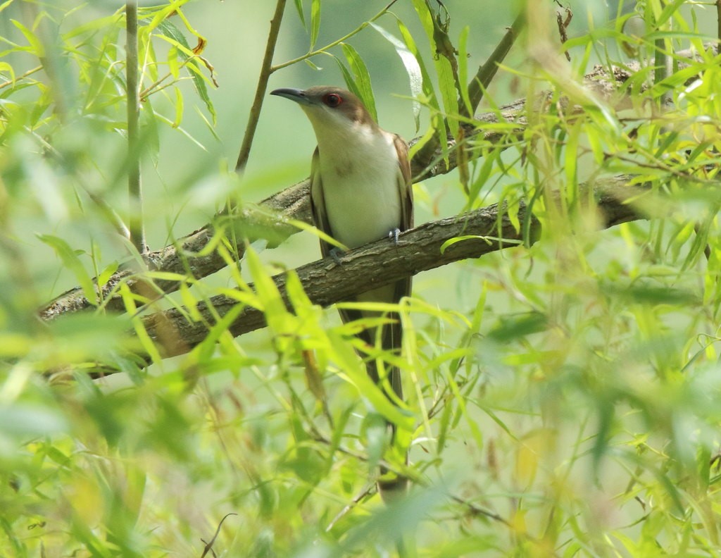 Virginia Water Radio: Episode 536 (8-3-20): Cuckoos as Rain Crows