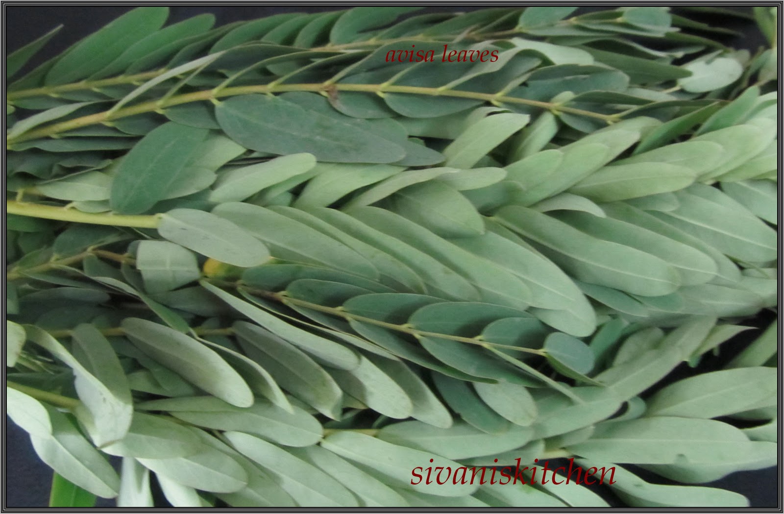 Sivani's Kitchen: Avisa leaves / Avisaku Podi Kura