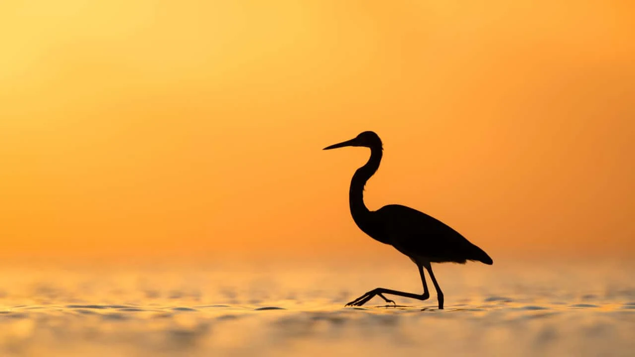 क्रौंच - मराठी कविता