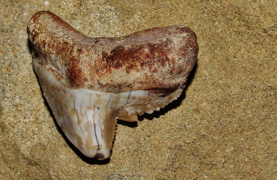 Biodiversity of Cyprus by NGO Protection of the Natural Heritage and ...