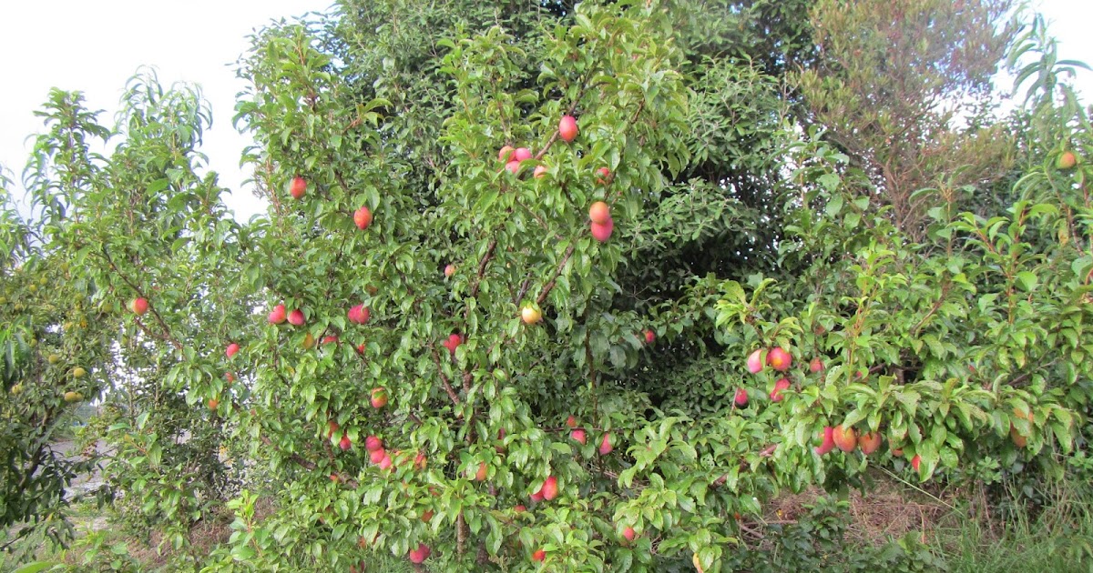 cabbage tree farm: Plums!