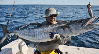 Big Fishes of the World: MACKEREL NARROWBARRED (Scomberomorus commerson)