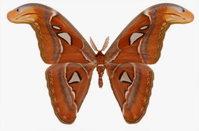 "Cabinet of Queeriosities" The Art of Julius Poncelet Manapul: Atlas ...