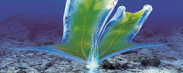 Bizarro e cômico: Bichos estranhos do fundo do mar