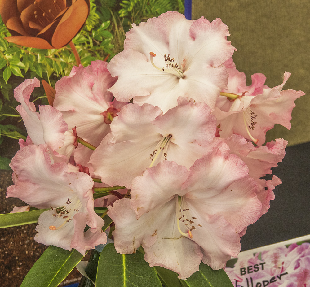 Merikay's Dream : Florence Rhododendron Festival Parade