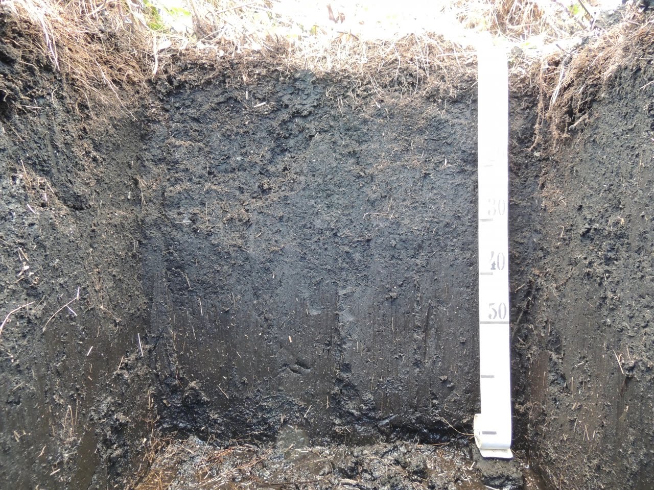 Onde as Plantas Crescem - Organossolos