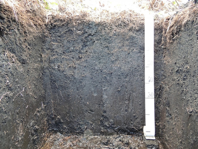 Onde as Plantas Crescem - Organossolos