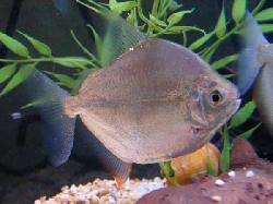 Pez silver dollar ZOOAQUARIUS