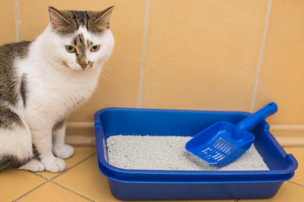 Cats Are Cleanly - This Can Help Stop Litter Box Problems